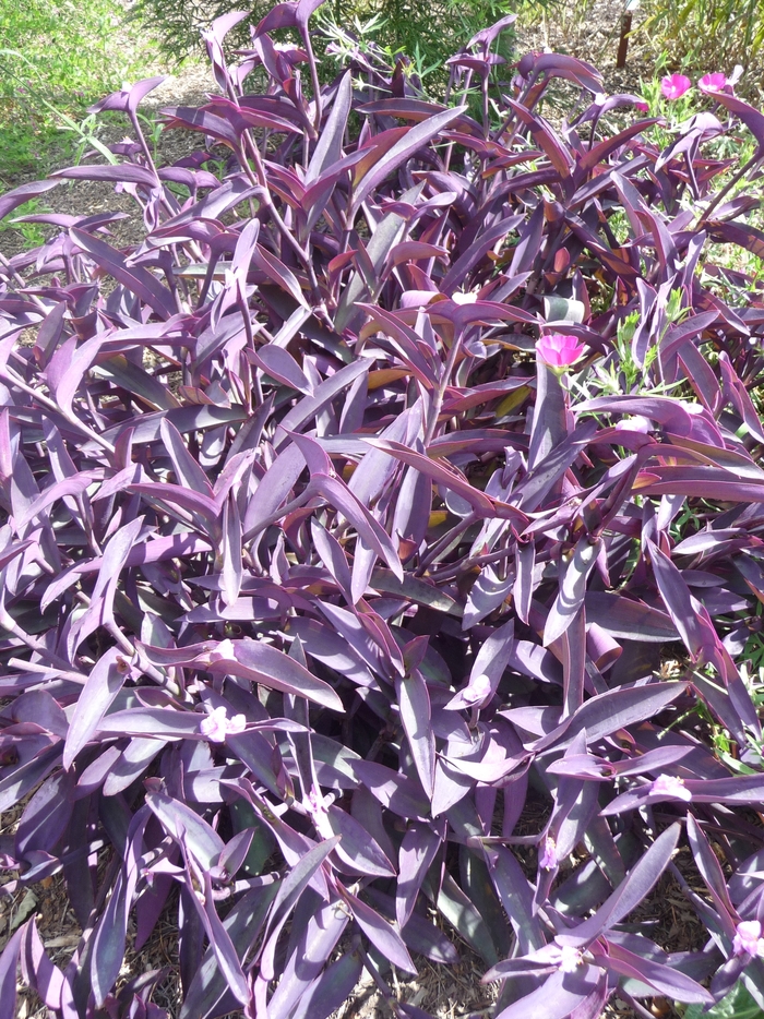 Setcreasea 'Purple Heart' | Purple Heart Wandering Jew | Scotts Garden ... Setcreasea 'Purple Heart' | Purple Heart Wandering Jew | Scotts Garden ...