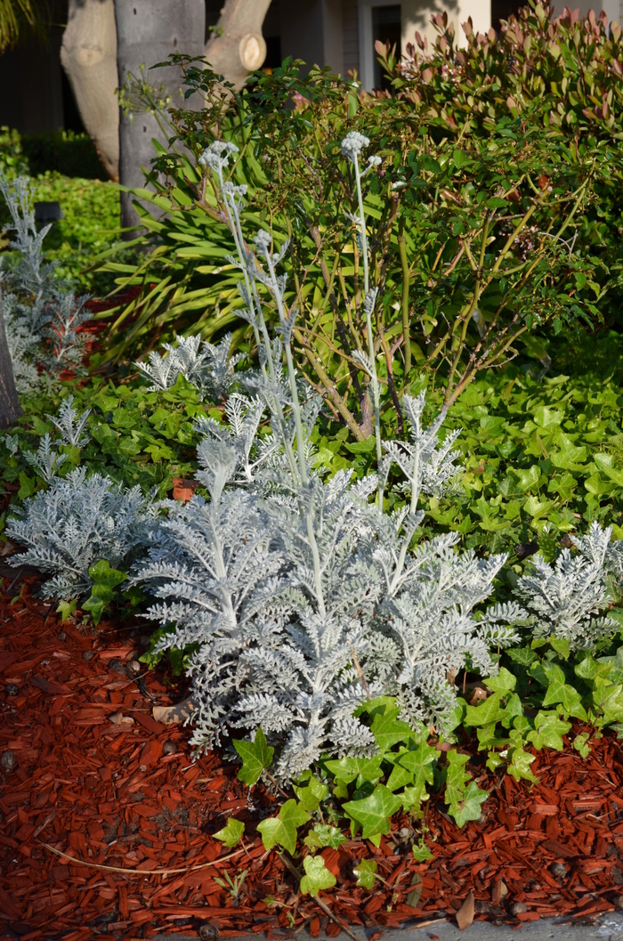 Senecio cineraria | Dusty Miller | Scotts Garden Centre Senecio cineraria | Dusty Miller | Scotts Garden Centre