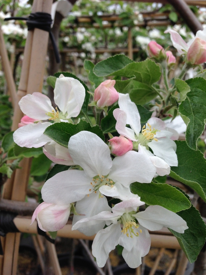 Apple 'Lodi' | Lodi Apple | Scotts Garden Centre