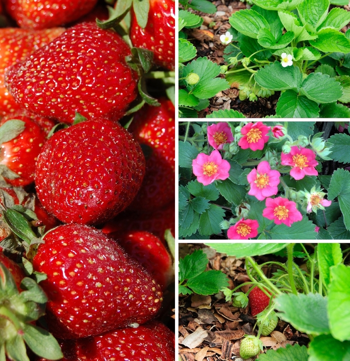 Fragaria Multiple Varieties | Strawberry | Scotts Garden Centre