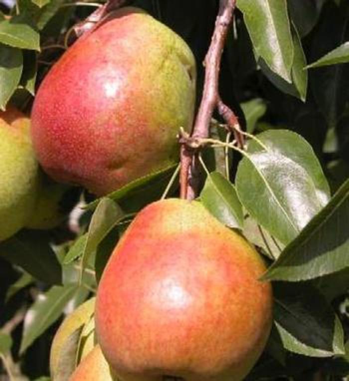 Pyrus Clapp's Favourite Fruit | Pear Clapp's Favourite | Scotts Garden ...