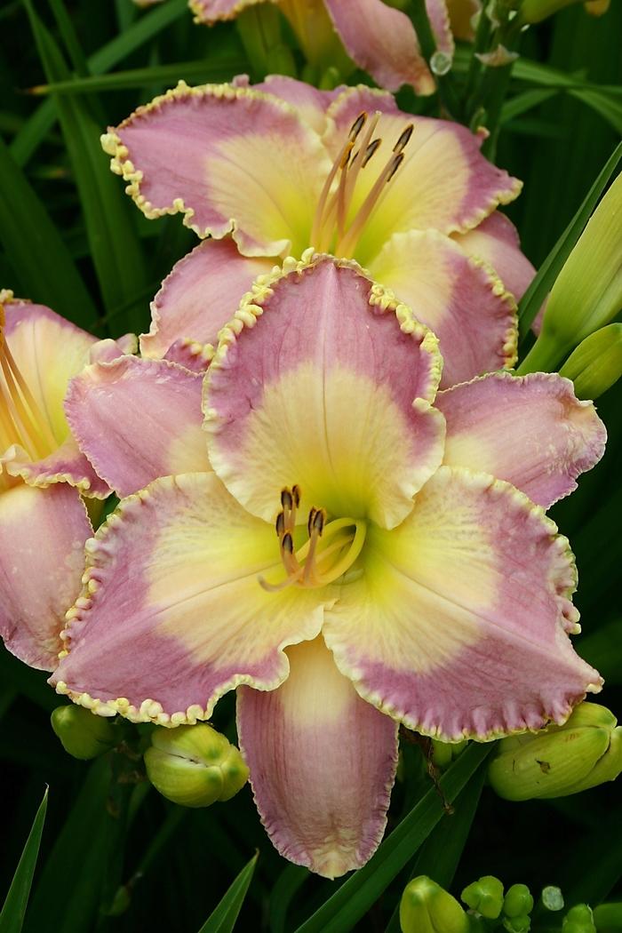 Home & Living Plants 1 Plant Hemerocallis Hybrid SPIRITUAL CORRIDOR ...