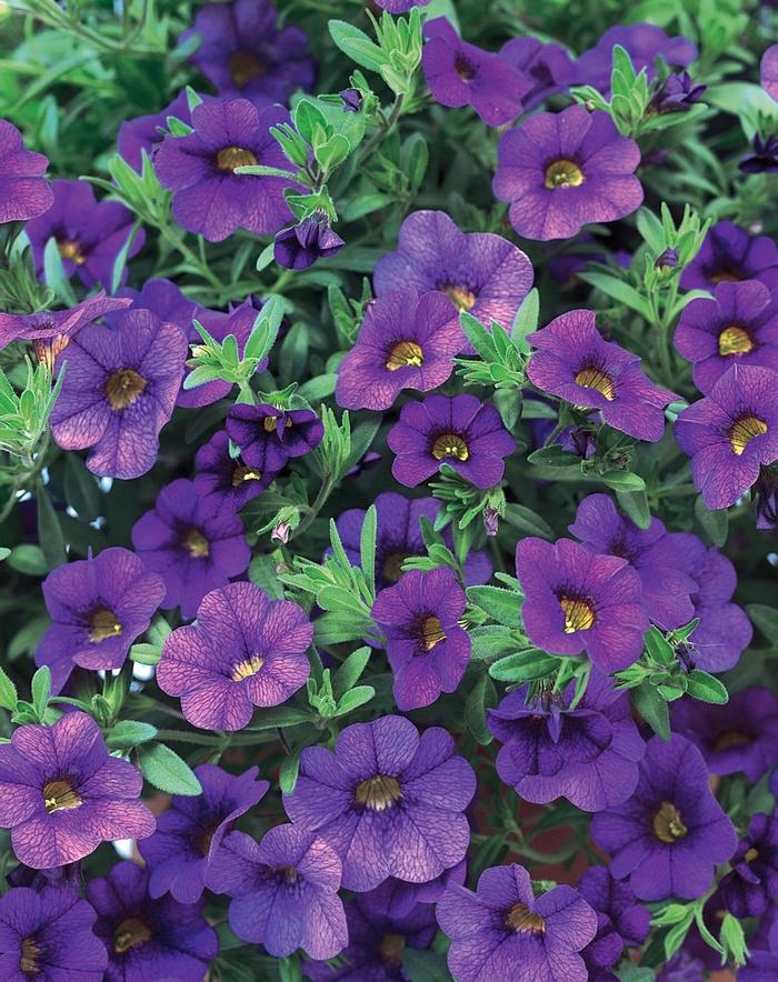 Calibrachoa hybrid 'Blue' Million Bells from Scotts Garden Centre