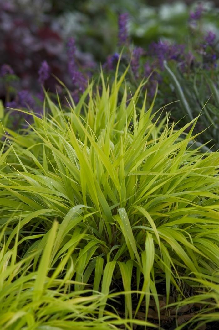 Hakonechloa Macra All Gold Japenese Forest Grass From Scotts Garden Centre